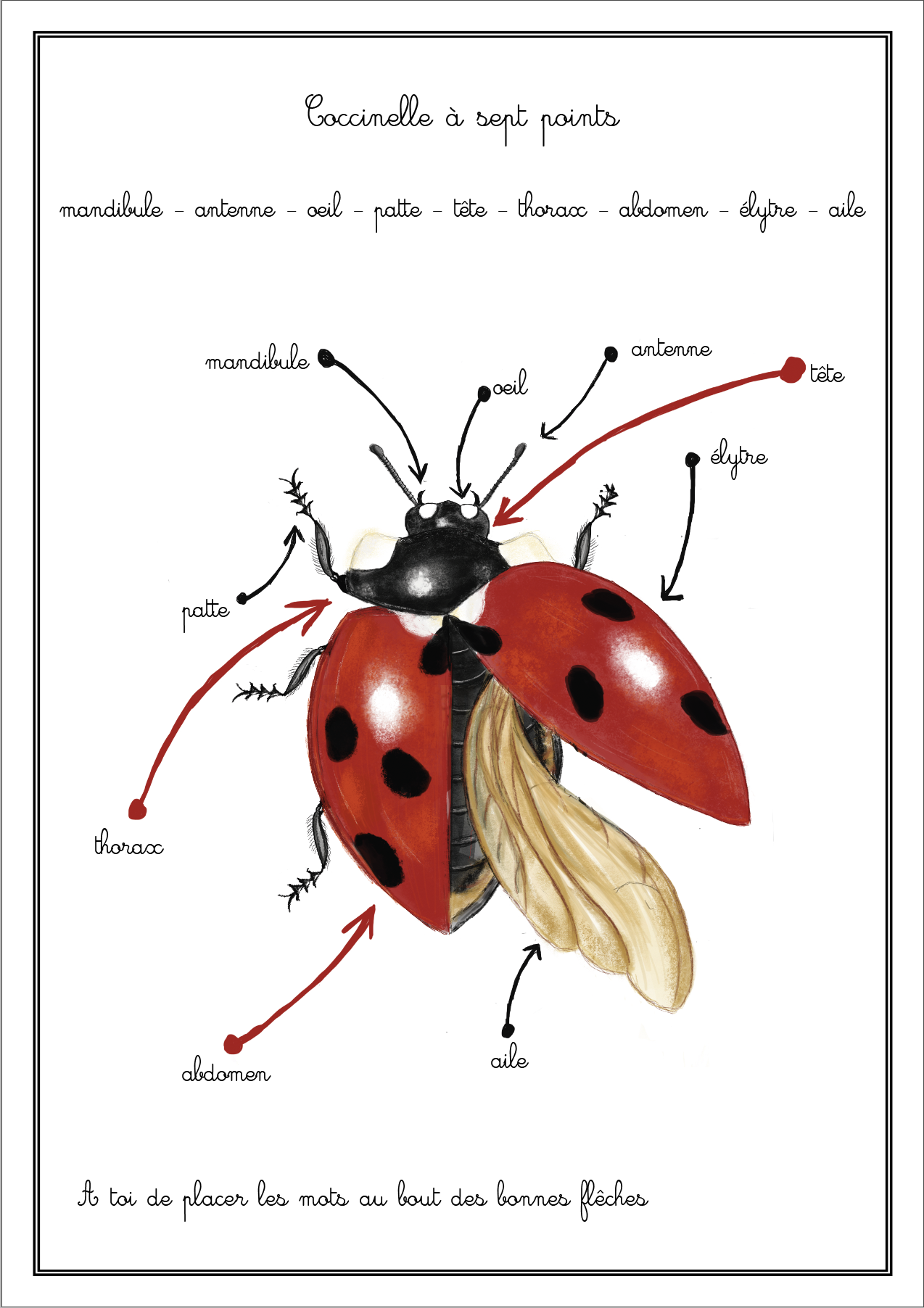 Quizz de la box n°2 - Anatomie d'une coccinelle à 7 points - Les petits ...